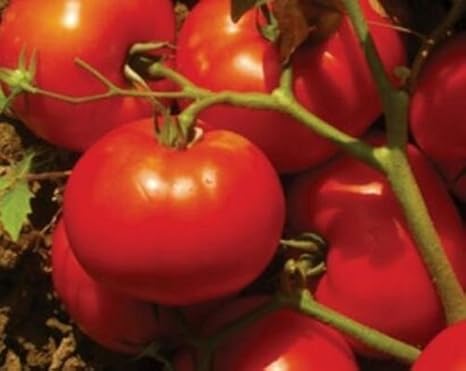 Amazon.com : Apollo Tomato Seeds Philippine Bureau of Plant Industries ...