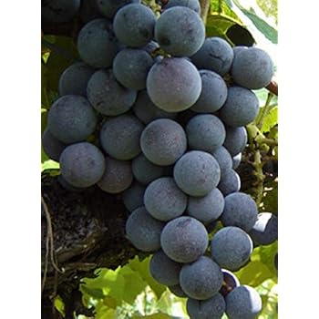 Amazon.com : Concord Seedless Grape Vine: Fruiting Age : Garden & Outdoor