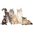 Amazon.com: Cat Window Cling - Removable Decal Sticker, Easy to Apply ...