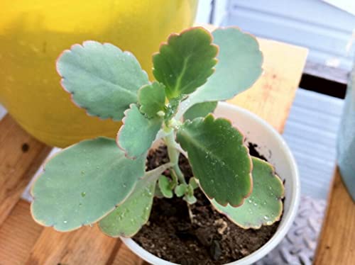 Buy Creative Farmer Ilamulachi Live Patharchatta/Bryophyllum Pinnatum ...