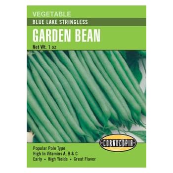 Amazon.com : Stringless Blue Lake Pole - Bean Seeds : Bean Plants ...
