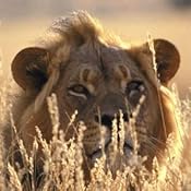 Prey: Amazon.de: Peter Weller, Bridget Moynahan, Jamie Bartlett ...