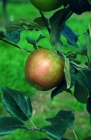 'Honeycrisp' Apple Tree in a 12 Litre Pot (Bush/Rootstock MM106 ...
