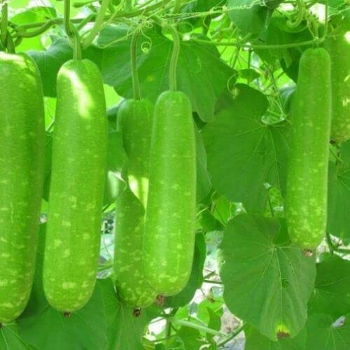 The Rike 10 Seeds Long Bottle Gourd Seeds Calabash Seeds White-Flowered ...