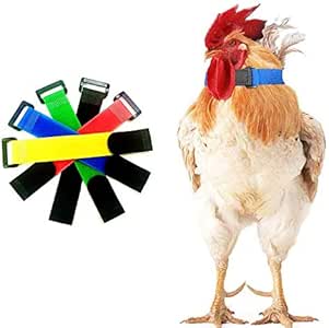 Collar de gallo de cuervo, collar de gallo anticuervo, collar de gallo ...