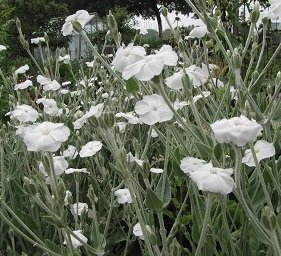 White Rose Campion / Lychnis coronaria Alba / Seeds: Amazon.co.uk ...