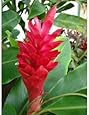 Amazon.com : Hawaiian RED (Awapuhi`Ula`Ula) Ginger Plant Root---Comes ...