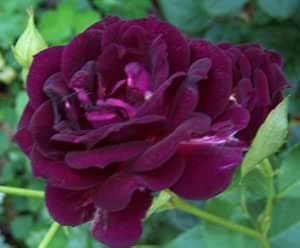Amazon.com : Midnight Blue Rose Bush Flower Seeds - Treasuresbylee ...