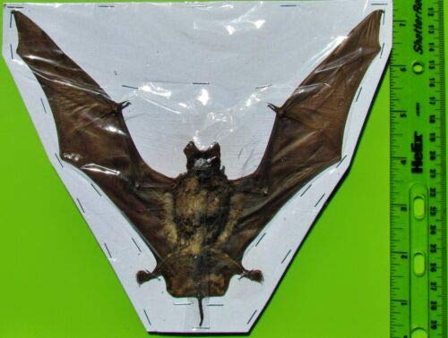 Giant Mastiff Bat