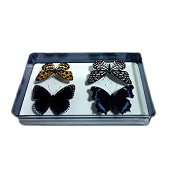 Bug Display Box, Insect Display Case with Pinning Board, 8.2 x 2 x 5.9 ...