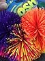 Amazon.com: Koosh Balls Multi-Color Gift Set Bundle - 3 Pack : Toys & Games