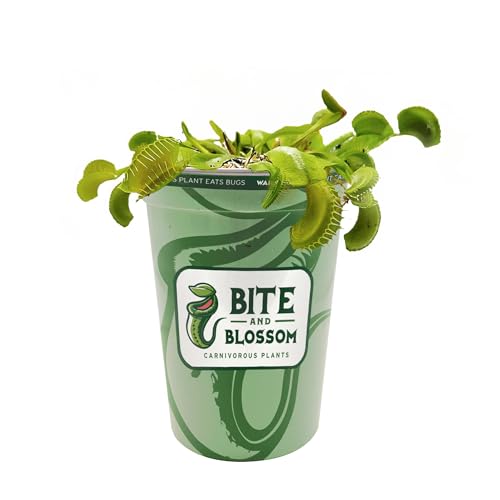Live Venus Fly Trap Plant - Fully Potted (Dionaea Muscipula ...