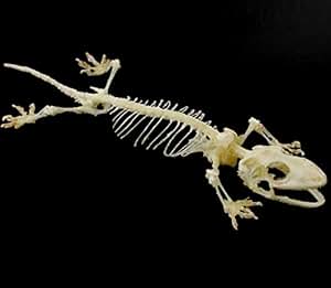 Amazon.com: Real Taxidermy Gecko Skeleton | Tokay Gecko gekko Skeleton ...