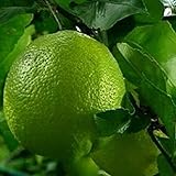 Key Lime Tree