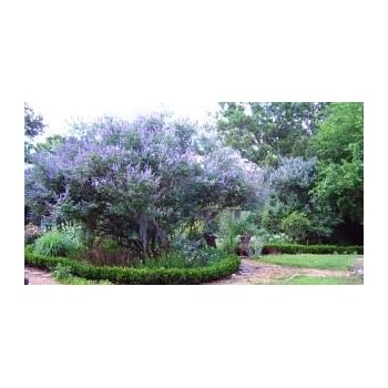 Amazon.com : Bundle of 4 Texas Lilac Vitex Chaste Trees - LIVE LILAC ...