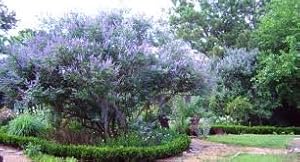 Amazon.com : TEXAS LILAC CHASTE TREE VITEX AGNUS CASTUS 2 SEEDS : Herb ...
