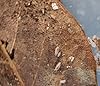 20 Dwarf Purple Isopods - Micropod- Trichoniscidae-Micropods, Clean Up ...