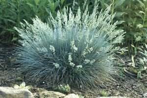 Amazon.com: 'Boulder Blue' Blue Fescue Grass. 16 Plugs. 1 1/4 Inch ...