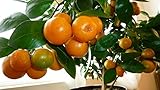 Calamondin tree - How to grow & care