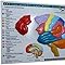 Amazon.com: Brain Model & Puzzle: Anatomy & Functional Areas of the ...