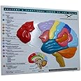 Amazon.com: Brain Model & Puzzle: Anatomy & Functional Areas of the ...