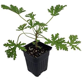 Amazon.com : Citronella (mosquito plant) Scented Geranium Live Plant ...