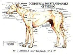 PetMassage Contours & Bony Landmarks of the Dog Chart: Amazon.co.uk ...