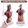 10.5inch Medical Torso Human Body Model Anatomy Doll 15 Removable Parts ...