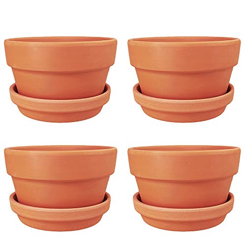 Shallow Terracotta Pots For Succulents at Timothy Gordon blog