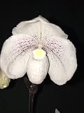 Paphiopedilum - How to grow plants