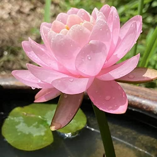 20pcs pink petals flowers heart lotus seeds beautiful flowers ...