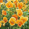 Amazon.com : Outsidepride Viola Admiration - 1000 Seeds : Flowering ...
