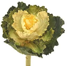 Amazon.com: Artificial Kale, Green White, 15 inches: Kitchen & Dining