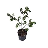 Capulin cherry - How to grow & care