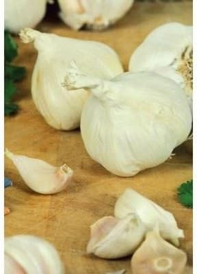 RHS AGM Strong Flavour Garlic Cristo Bulbs for Planting x 3 Gardening ...