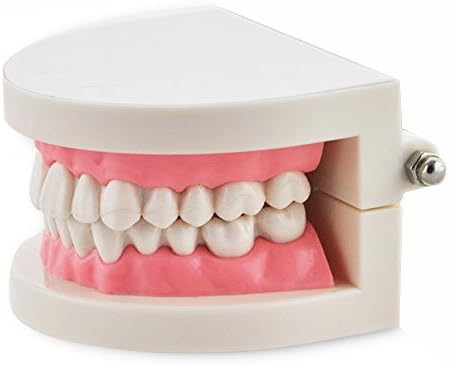 Cisixin Dental Demonstration Model for dentist, Standard tooth model ...