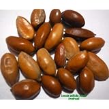 Eco-Shop Mahua Flower, Dried, 900 g: Amazon.in: Garden & Outdoors