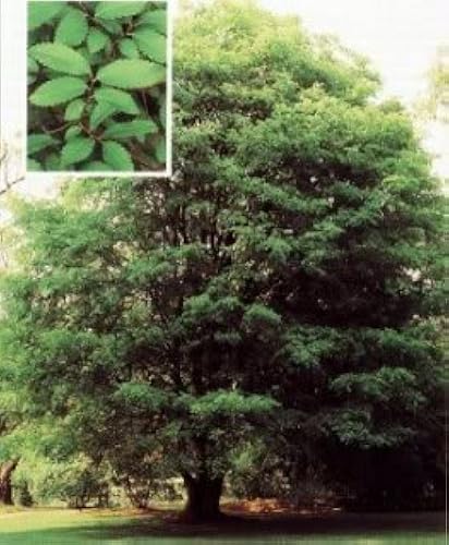 50 Chinese ELM Tree (Lacebark) Ulmus Parvifolia Seeds in Kuwait | Whizz ...