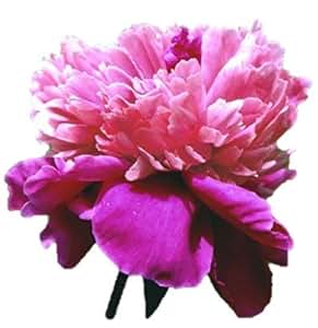 Amazon.com : Pink Pompadour Peony/Peonies - 3-5 Eyes - Heavy Potted ...