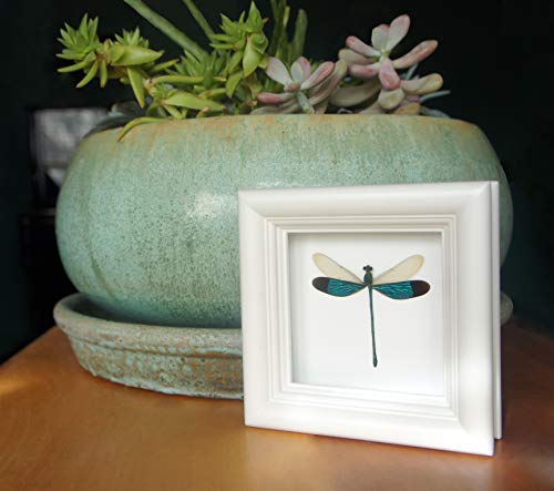 Real Dragonfly Insect Display Taxidermy Art - Damselfly | Pricepulse