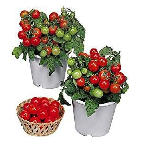 30 Dwarf Red Robin Tomato Seeds, Heirloom Non-GMO, Sweet, Low Acid ...