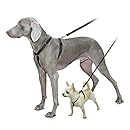 Amazon.com : PetSafe Sure-Fit Harness, Adjustable Dog Harness from the ...