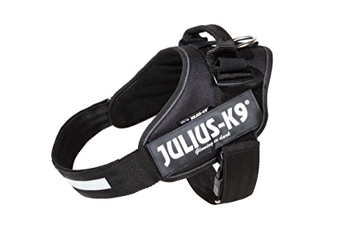Best Boxer Dog Harnesses for 2025 [Our Top 6 Reviewed] - Collar and ...