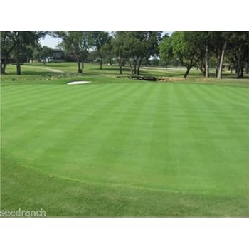Amazon.com : Highland BentGrass Seeds, 10 lbs : Garden & Outdoor