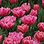 Amazon.com : Mixed Triumph Tulips (25 Bulbs) - Assorted Colors of Tulip ...