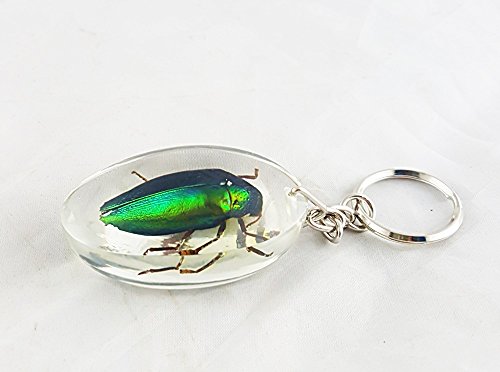 Angelwing Real Jewel Beetle Bugs Green Taxidermy Keychain Insect ...