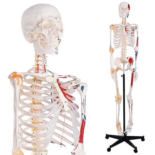 NLShan 70.8 Inches Human Skeleton Model for Anatomy - Life Size ...