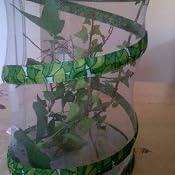 Living Twig Stick Insect Kit: Amazon.co.uk: Toys & Games