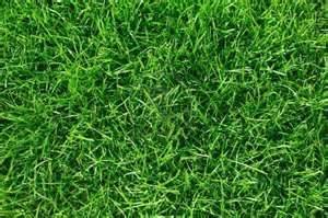 Amazon.com : Elite Kentucky Blue Grass Seed Blend - 5 Pound - Wizard ...