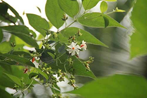 Buy Creative Farmer Pavizhamalli (Night Jasmine, Coral Jasmine) Jasmine ...